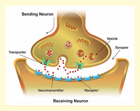 Drogas en el cerebro: uso de sustancias y la neurotransmisión ...